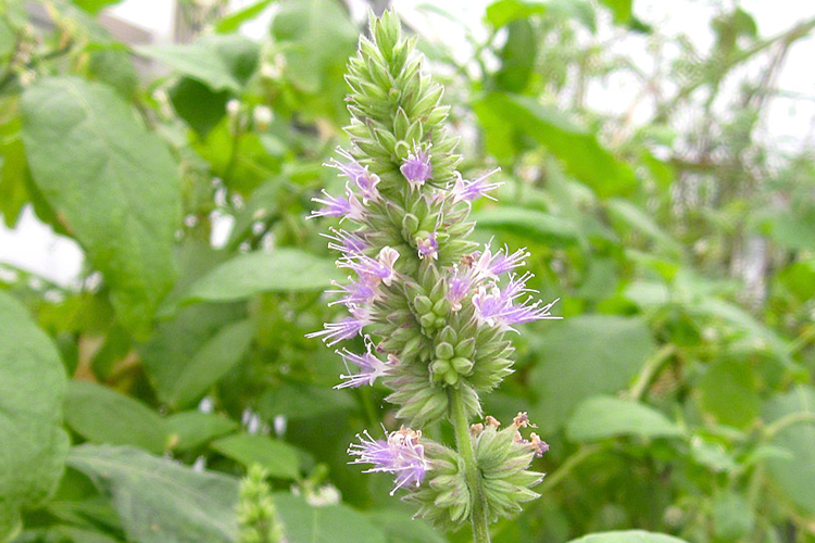 Why Patchouli is back from the hippies era – Comptoir Sud Pacifique ...